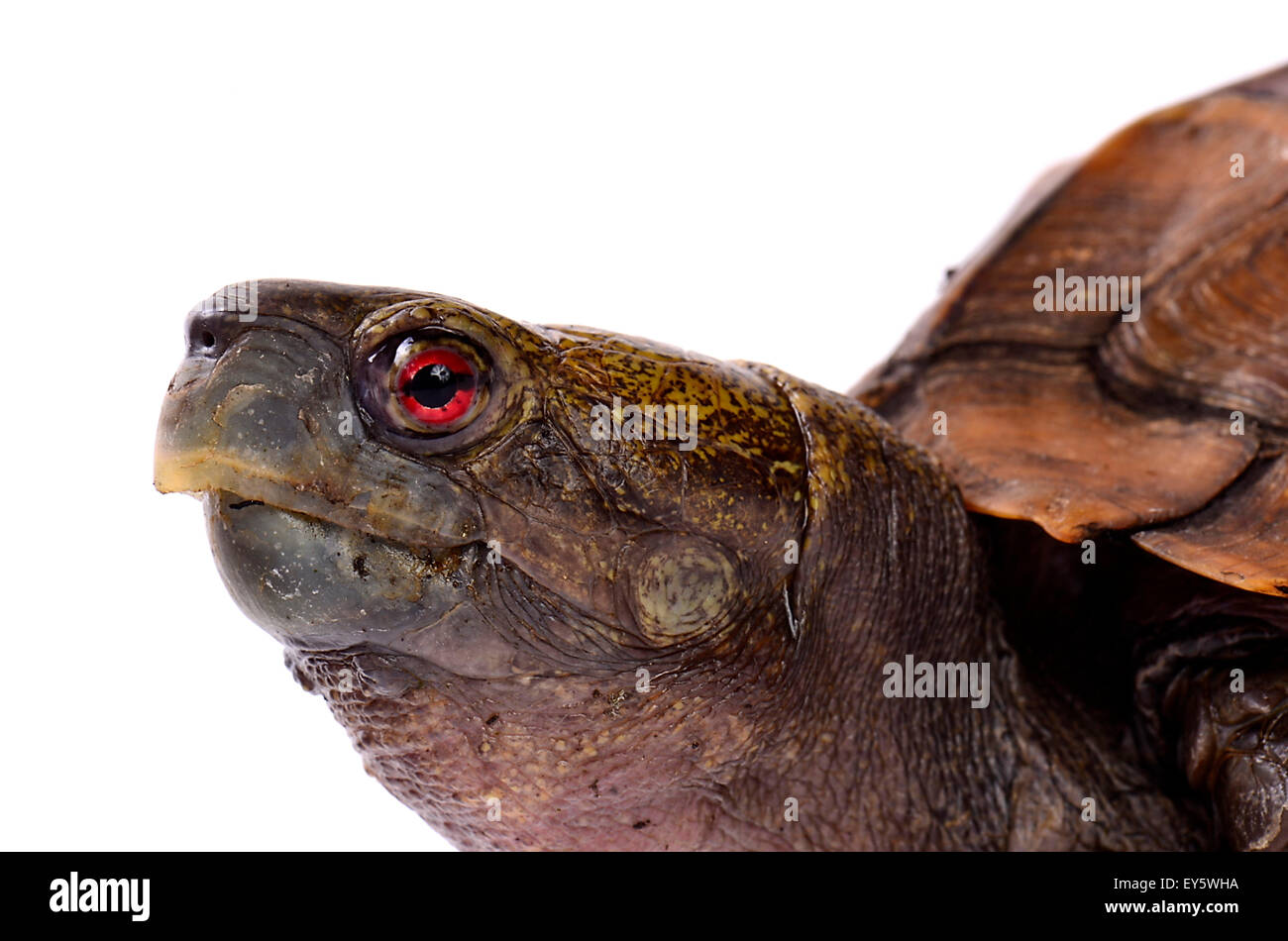 Park Turtles 'A Cupulatta' Stock Photo - Alamy