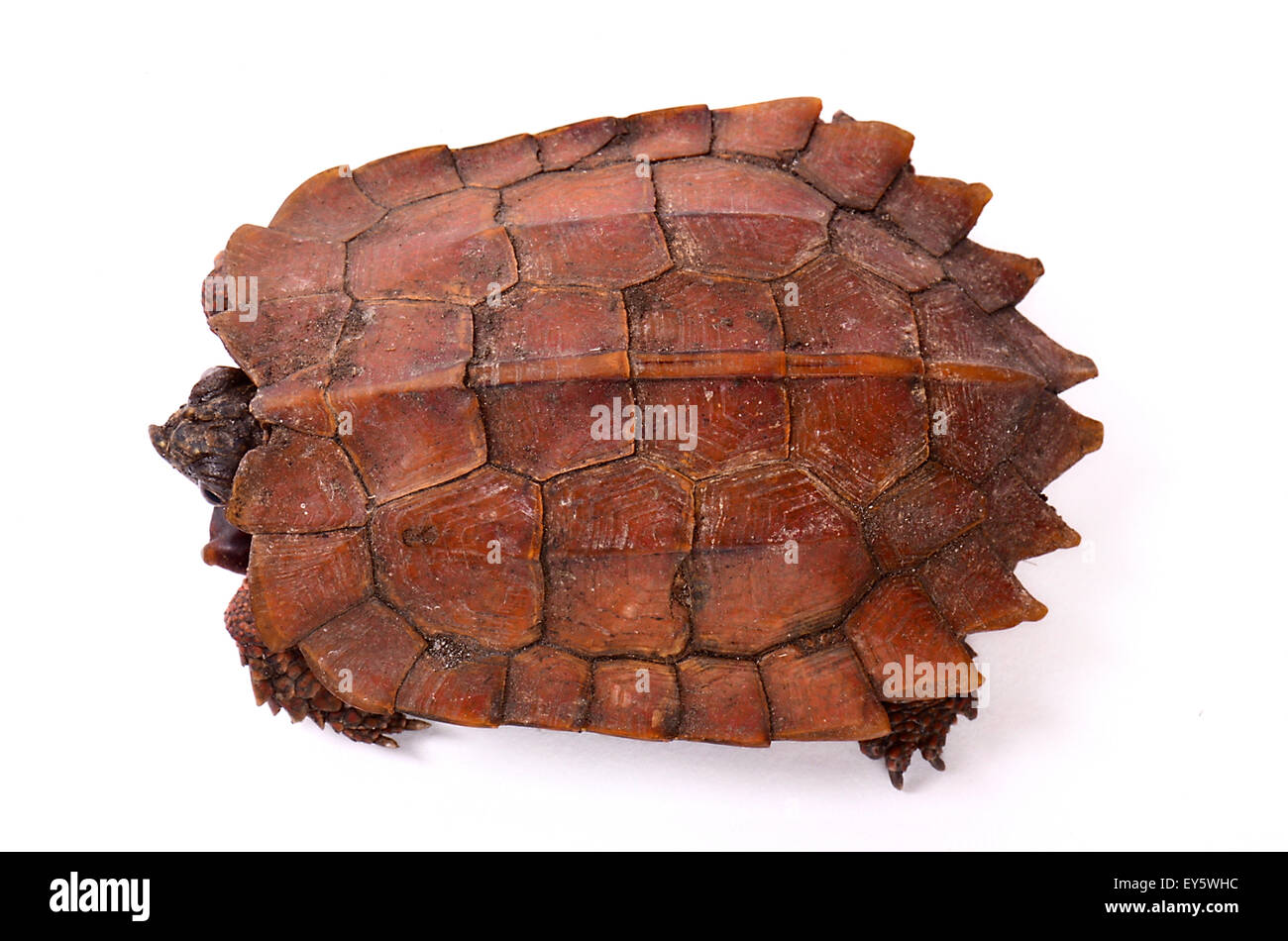 Bataguridae High Resolution Stock Photography and Images - Alamy