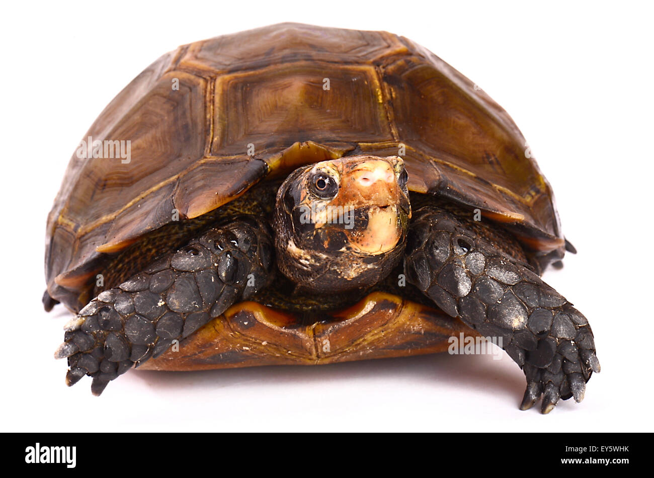 Park Turtles 'A Cupulatta' Stock Photo - Alamy