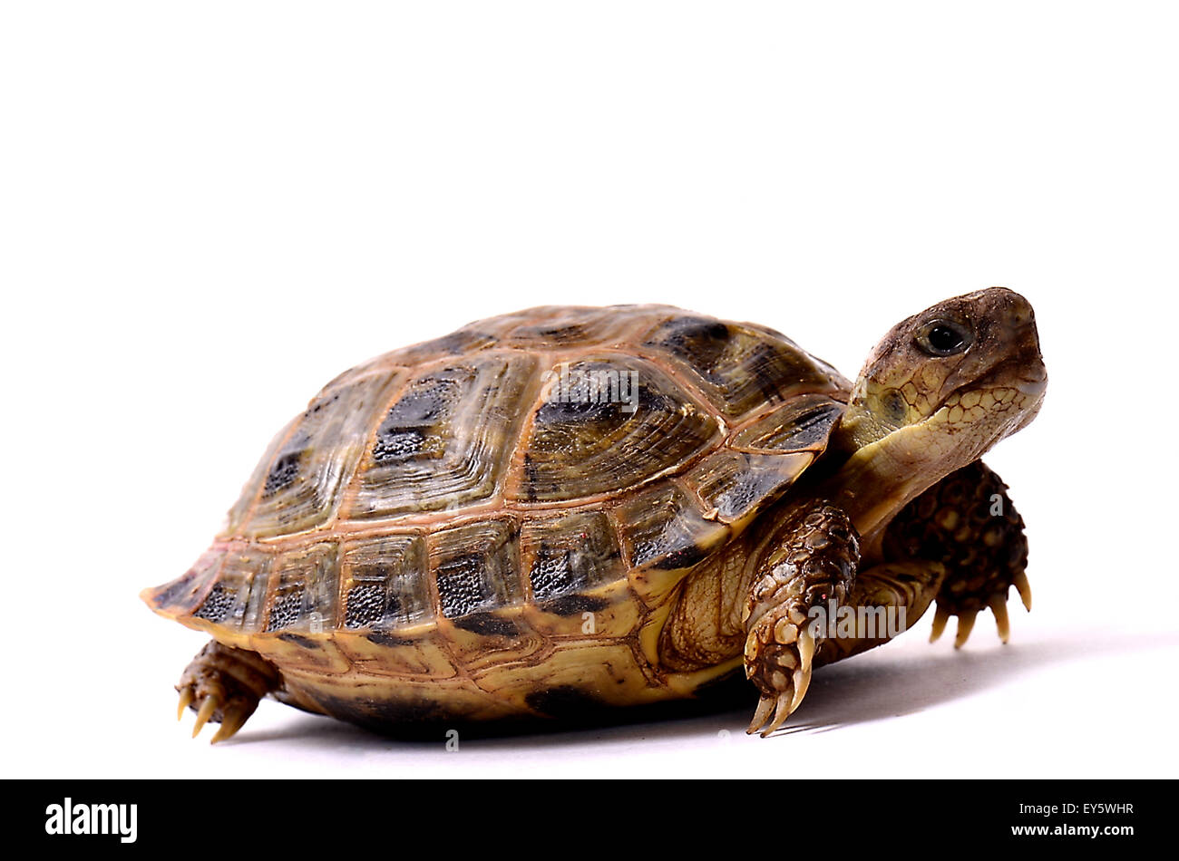 Park Turtles 'A Cupulatta' Stock Photo - Alamy