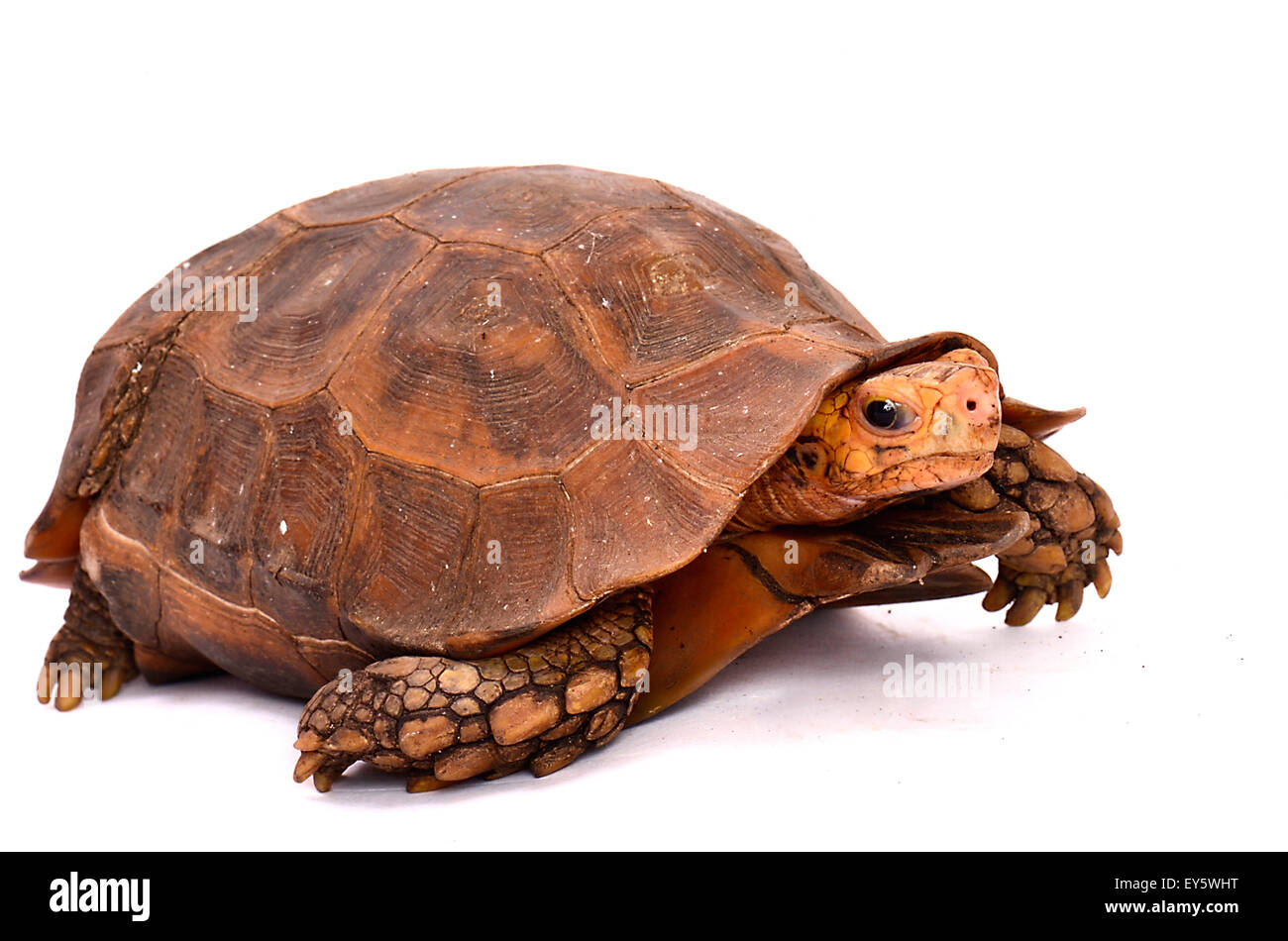Park Turtles 'A Cupulatta' Stock Photo - Alamy