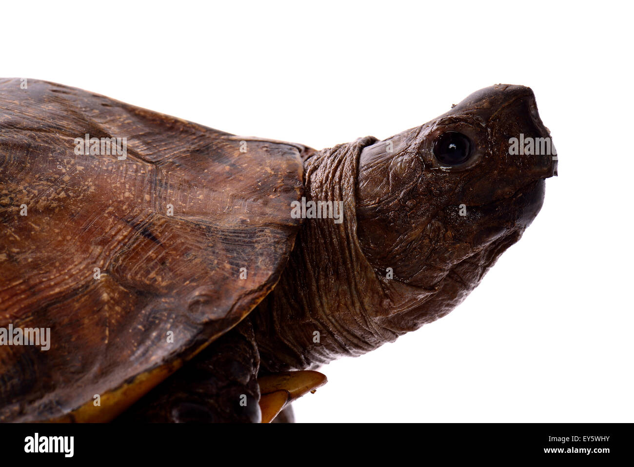 Portrait of Home's Hinge-back Tortoise on white background - Park ...