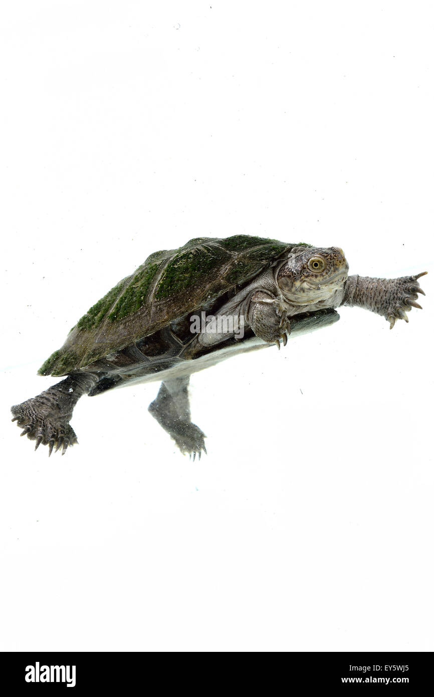 East African Serrated Mud Turtle High Resolution Stock Photography and ...