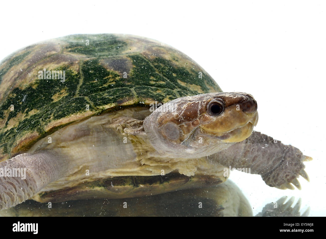 Park Turtles 'A Cupulatta' Stock Photo - Alamy