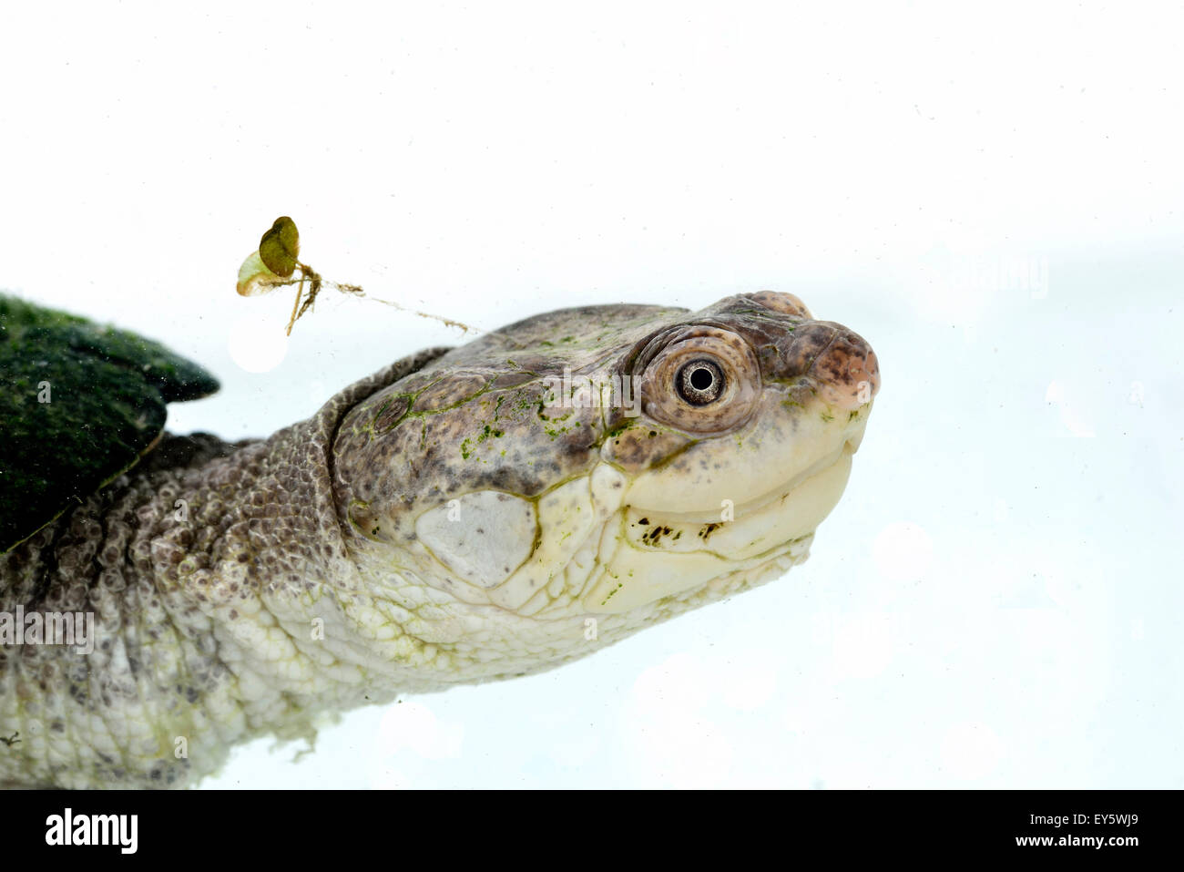 Side view of turtles head hi-res stock photography and images - Alamy