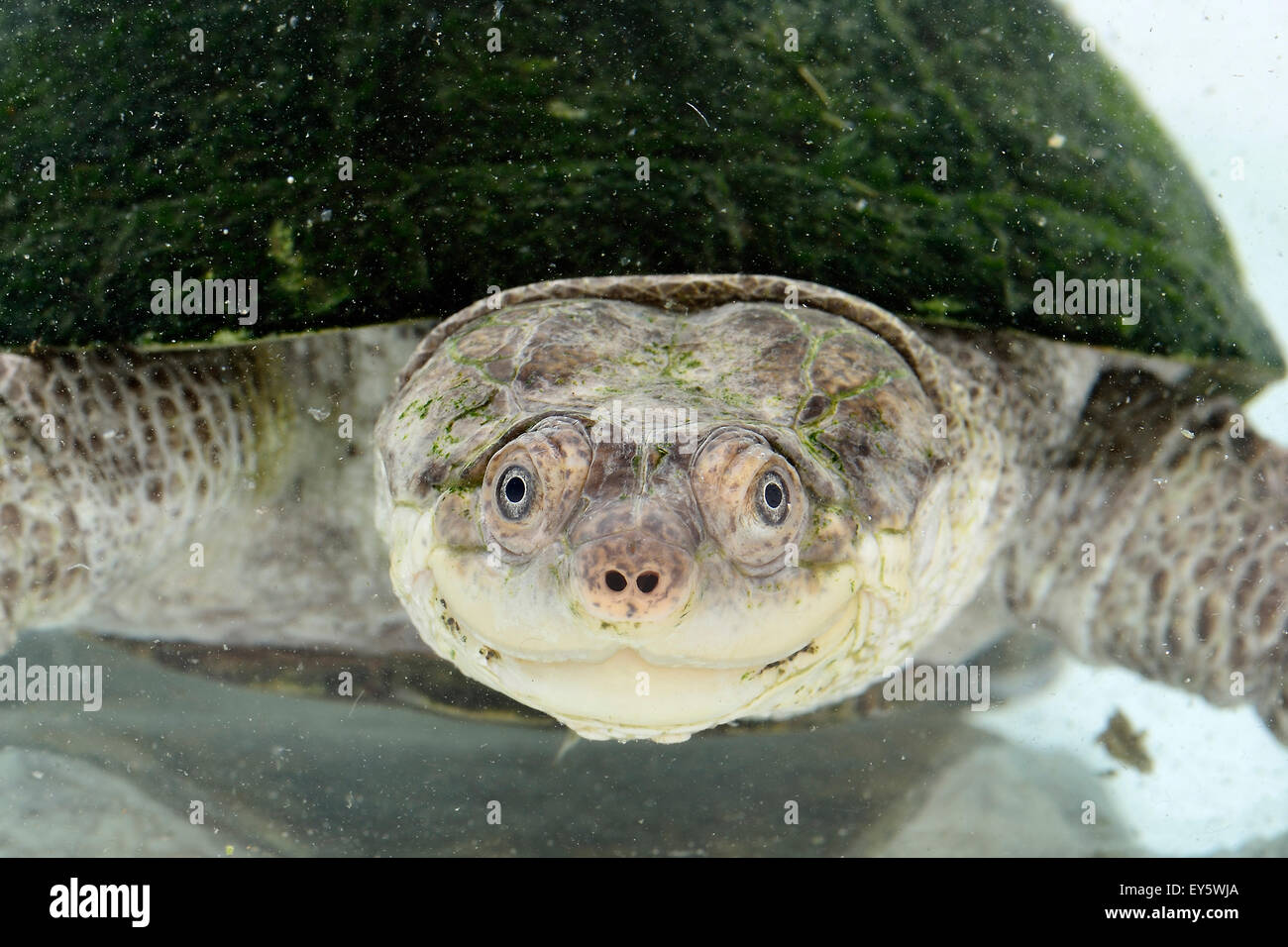 Park Turtles 'A Cupulatta' Stock Photo - Alamy