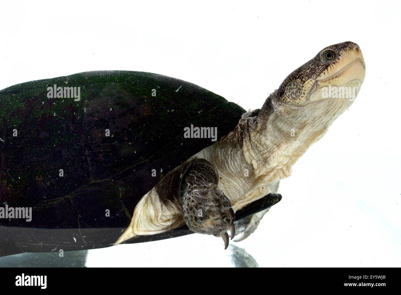 Park Turtles 'A Cupulatta' Stock Photo - Alamy