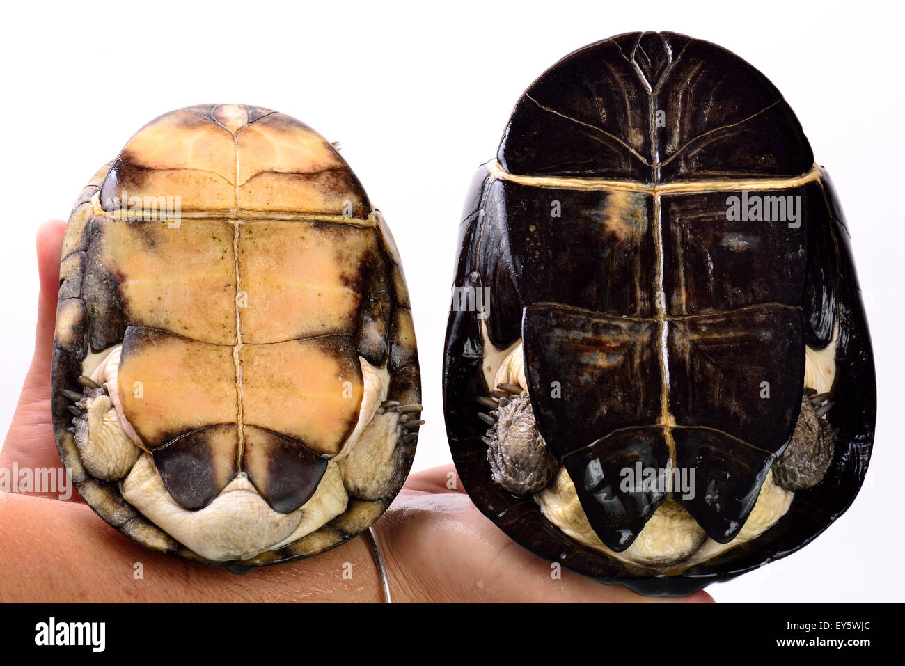 Underneath turtle hi-res stock photography and images - Alamy