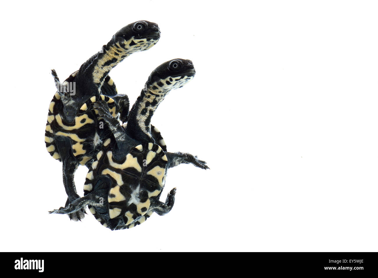Park Turtles 'A Cupulatta' Stock Photo - Alamy