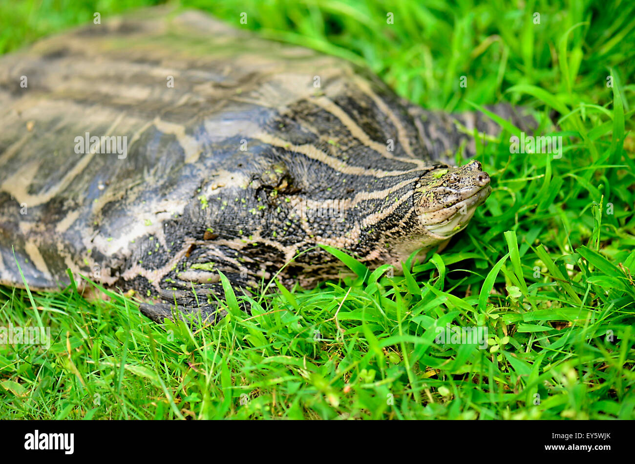 Narrow headed softshell turtle chitra indica hi-res stock photography ...