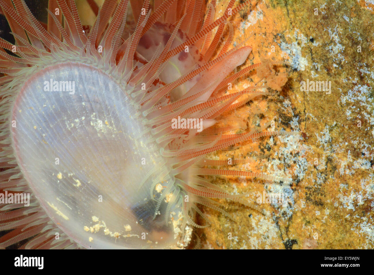 Fragile File Clam on reef - New Caledonia Stock Photo - Alamy