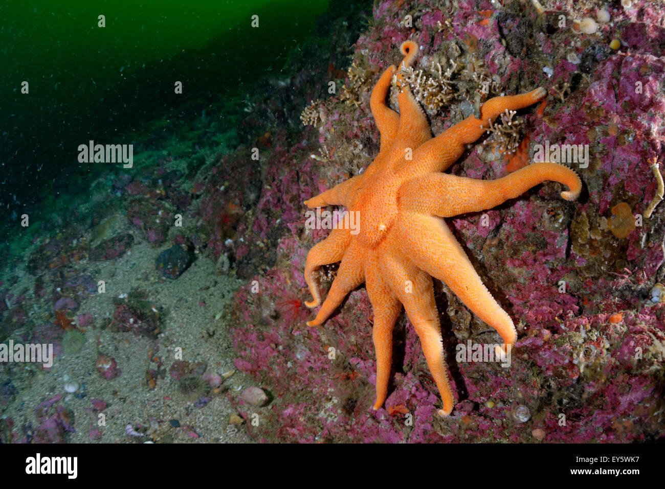 Sun Star on reef - Pacific Ocean Alaska USA Stock Photo - Alamy