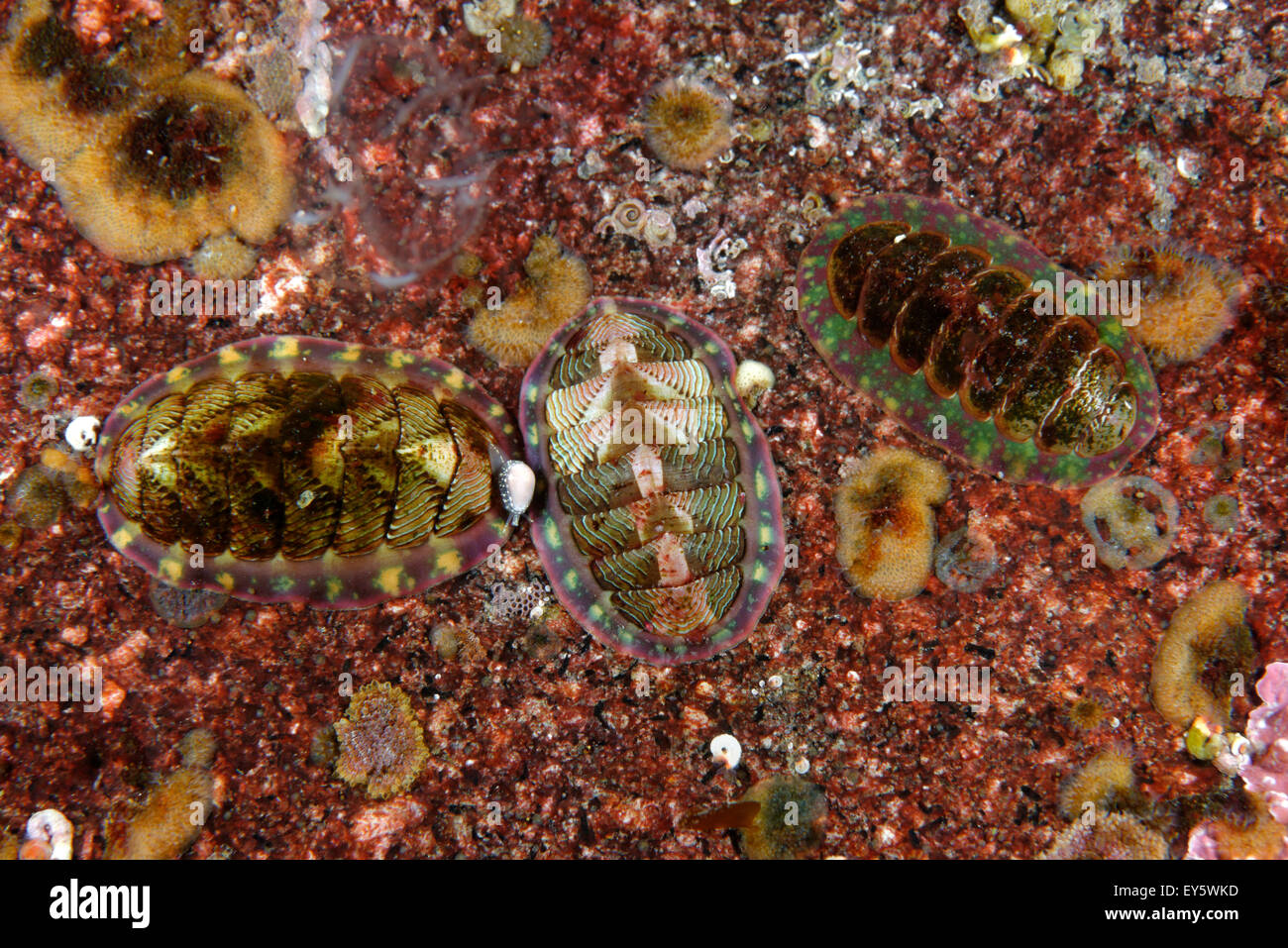Chitons High Resolution Stock Photography and Images - Alamy