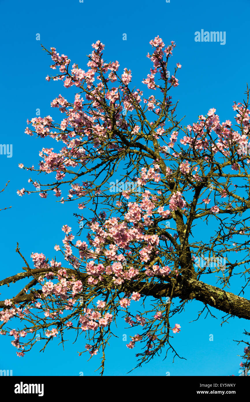 Almond tree in bloom in the Vaucluse - France Stock Photo - Alamy
