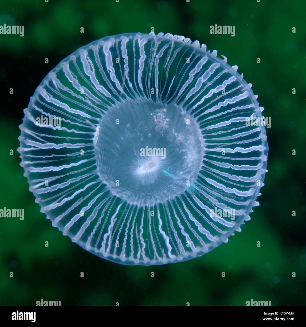 Aequorea jellyfish - Pacific Ocean Alaska USA Stock Photo - Alamy