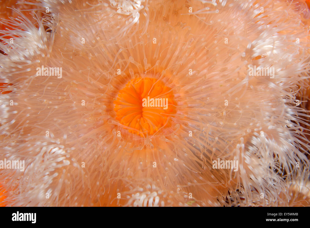 Plumose Anemone - Pacific Ocean Alaska USA Stock Photo - Alamy