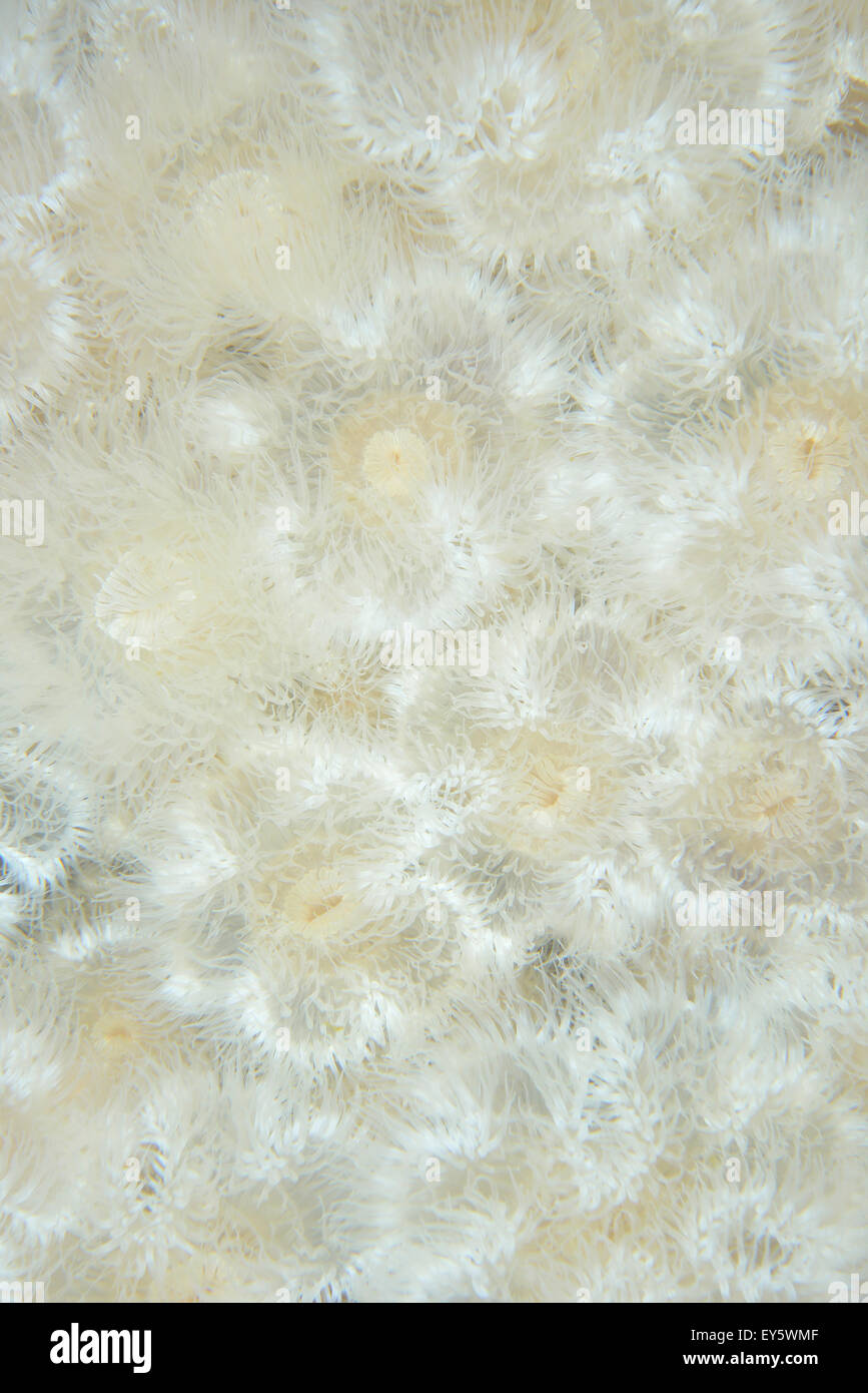Plumose Anemones - Pacific Ocean Alaska USA Stock Photo - Alamy