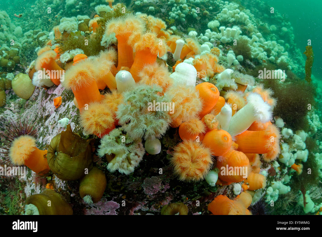 Plumose sea hi-res stock photography and images - Alamy