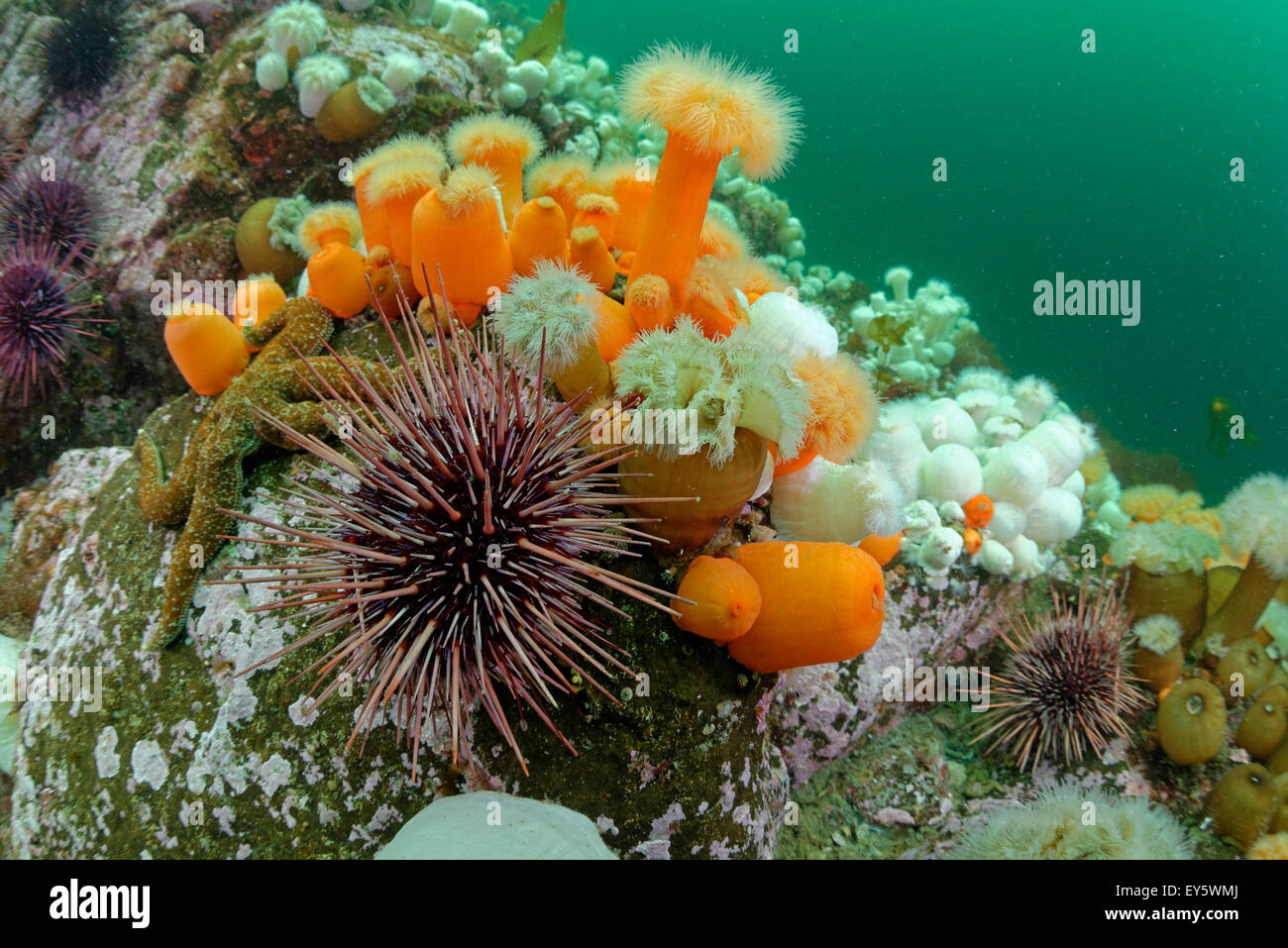 Plumose High Resolution Stock Photography and Images - Alamy