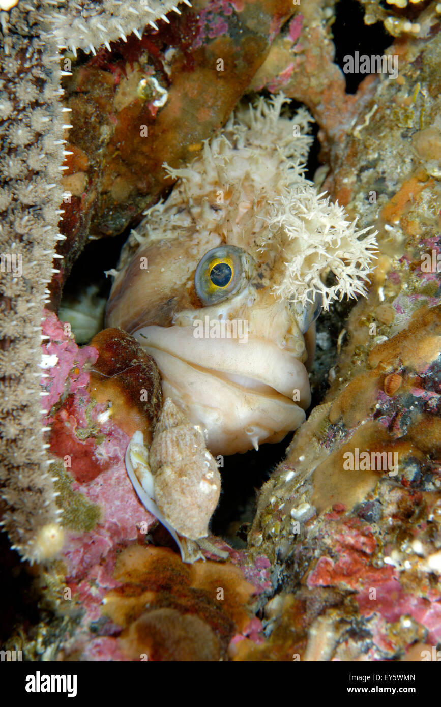 Decorated Warbonnet in reef - Pacific Ocean Alaska Stock Photo - Alamy