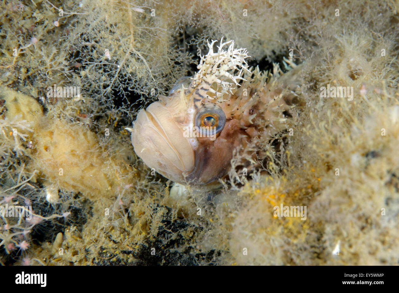 Decorated Warbonnet in reef - Pacific Ocean Alaska Stock Photo - Alamy