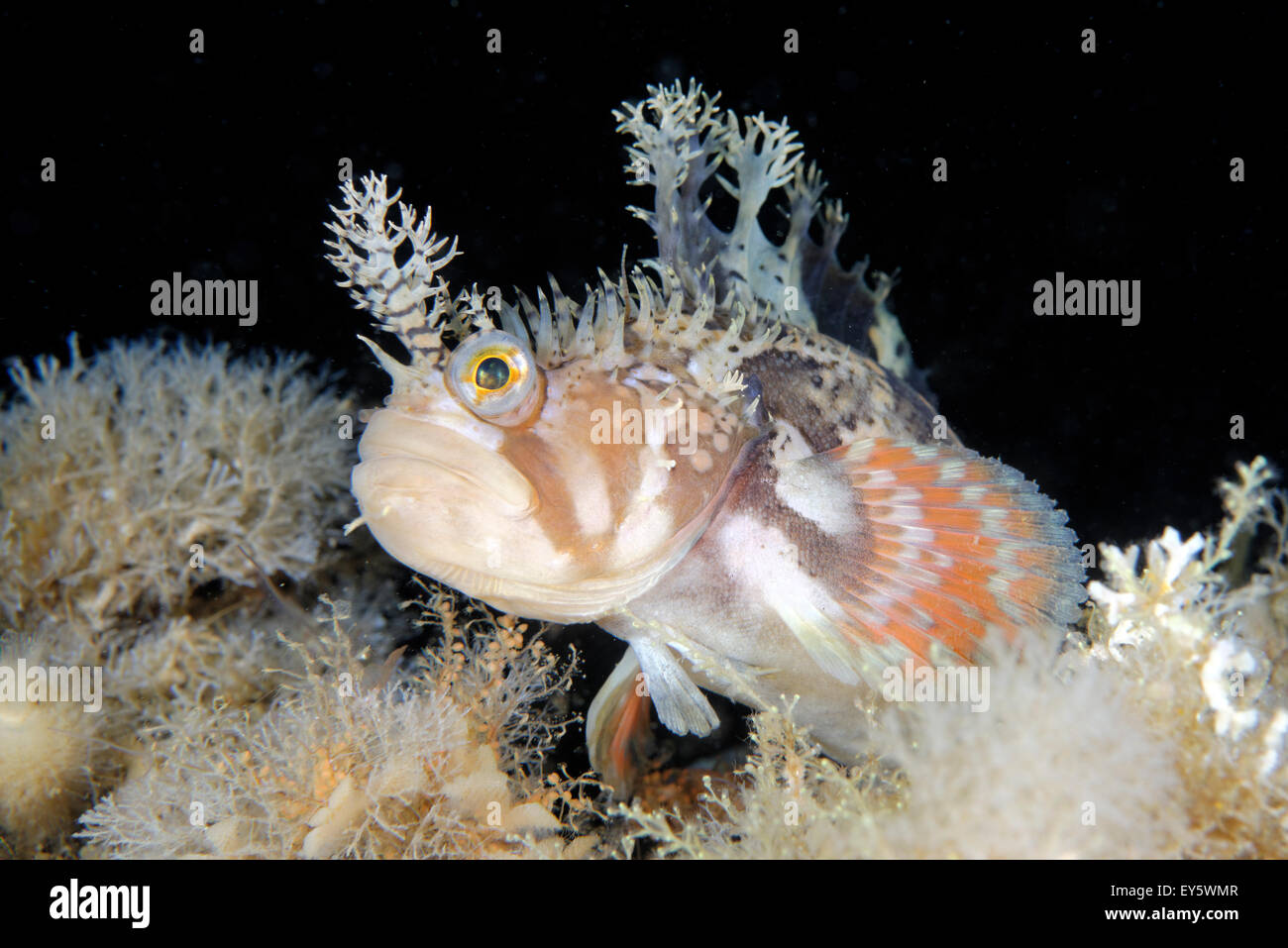 Decorated Warbonnet on reef - Pacific Ocean Alaska Stock Photo - Alamy