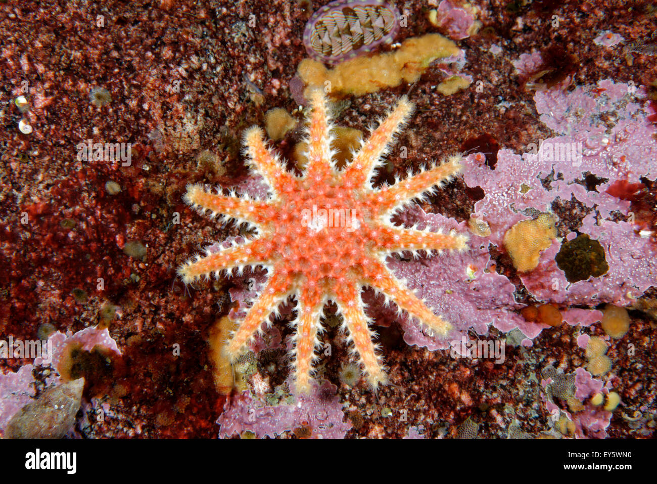 Sunstar Stock Photos & Sunstar Stock Images - Alamy