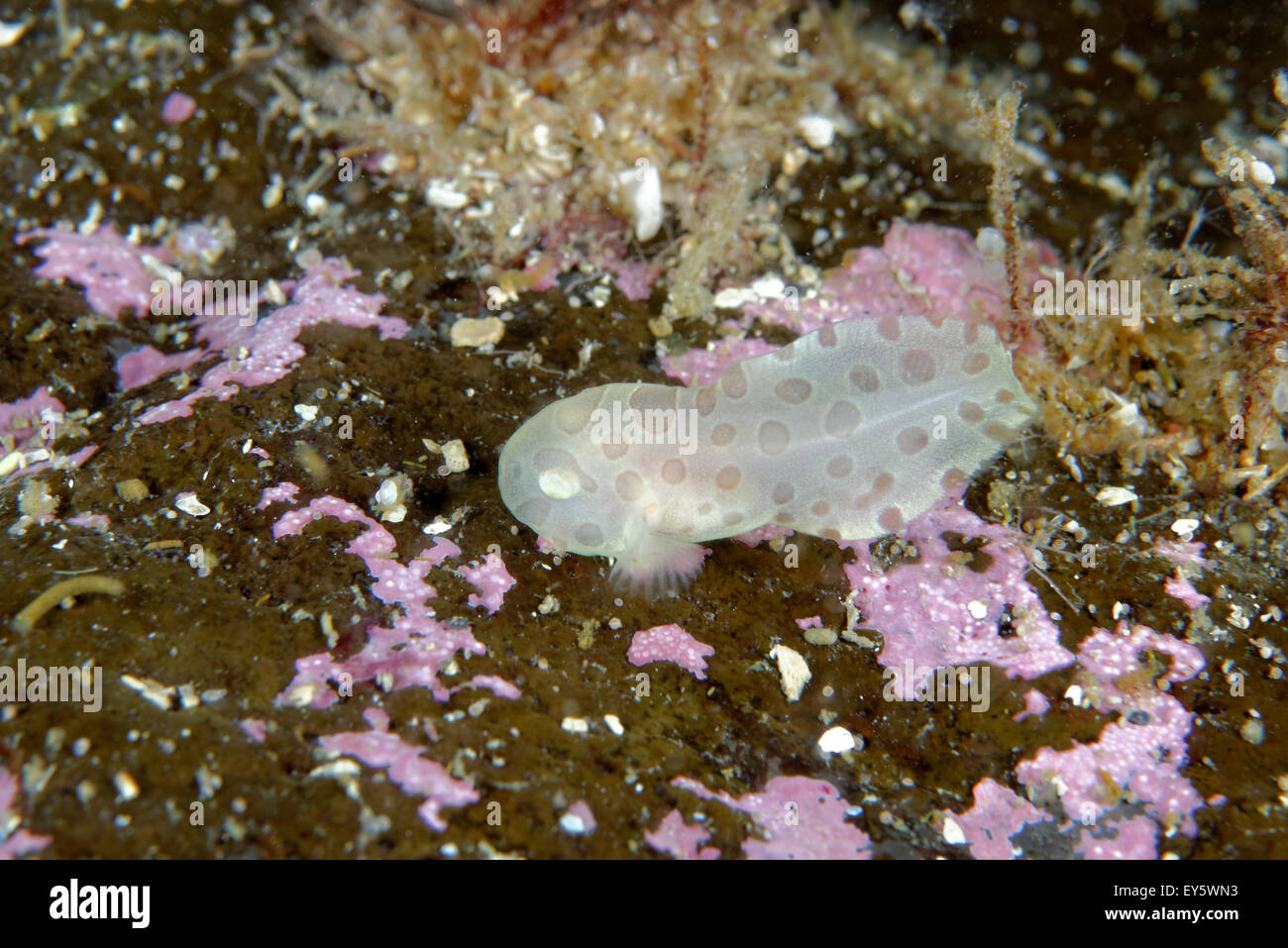 Liparidae Stock Photos & Liparidae Stock Images - Alamy