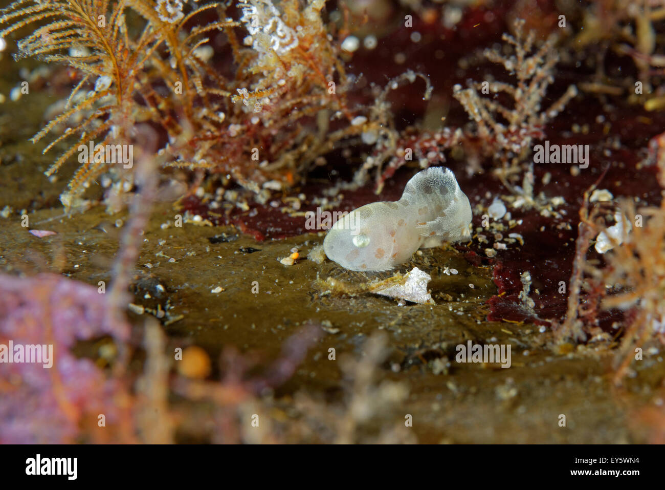 Liparidae hi-res stock photography and images - Alamy