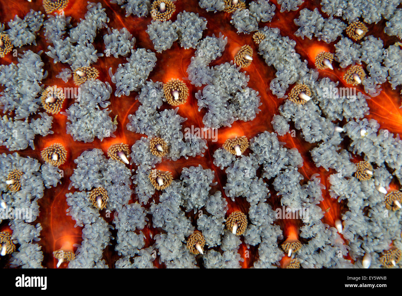 Detail of Starfish - Alaska Pacific Ocean Stock Photo - Alamy
