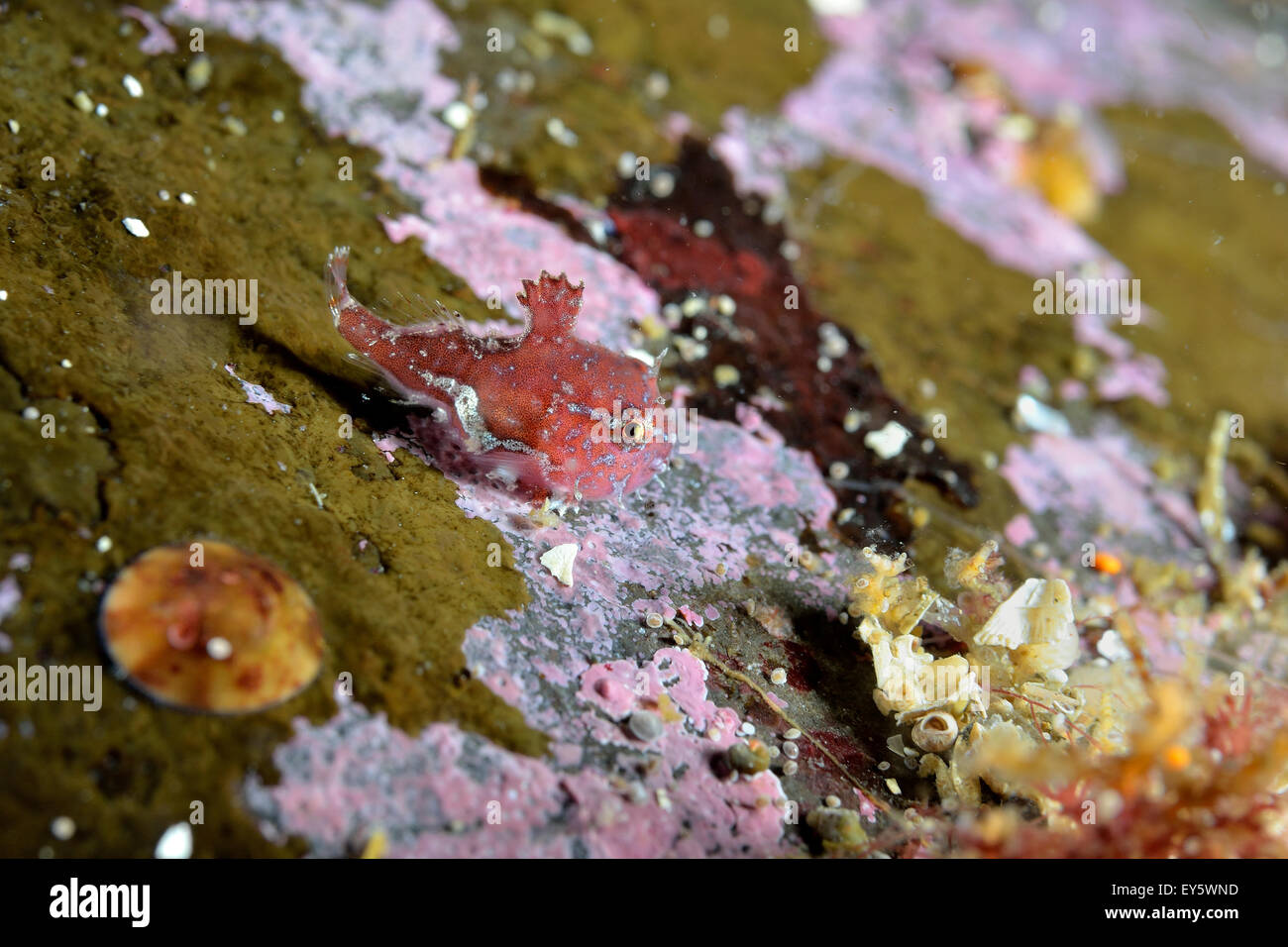 Pacific spiny lumpsucker on reef - Alaska Pacific Ocean Stock Photo - Alamy