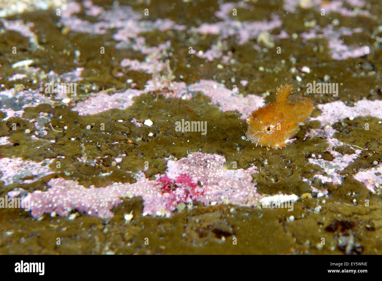 Pacific spiny lumpsucker on reef - Alaska Pacific Ocean Stock Photo - Alamy