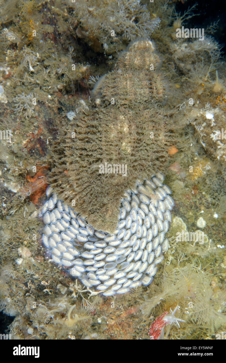 Oregon Triton laying eggs - Pacific Ocean Alaska Stock Photo - Alamy