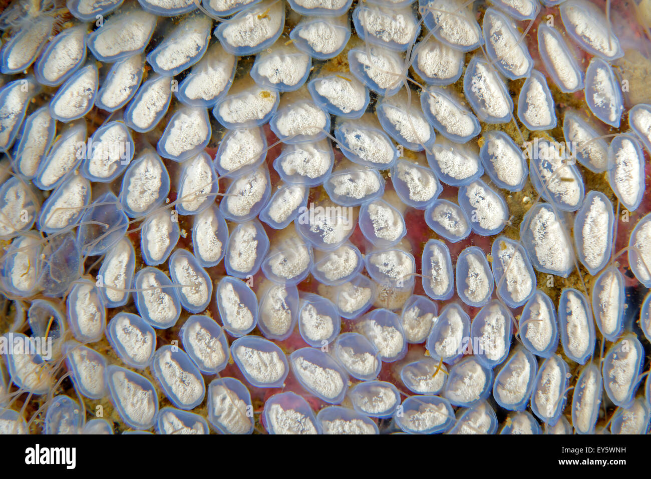 Oregon Triton eggs - Pacific Ocean Alaska Stock Photo - Alamy