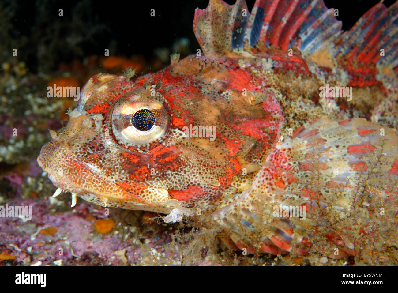 Portrait of Red Irish Lord - Pacific Ocean Alaska Stock Photo - Alamy