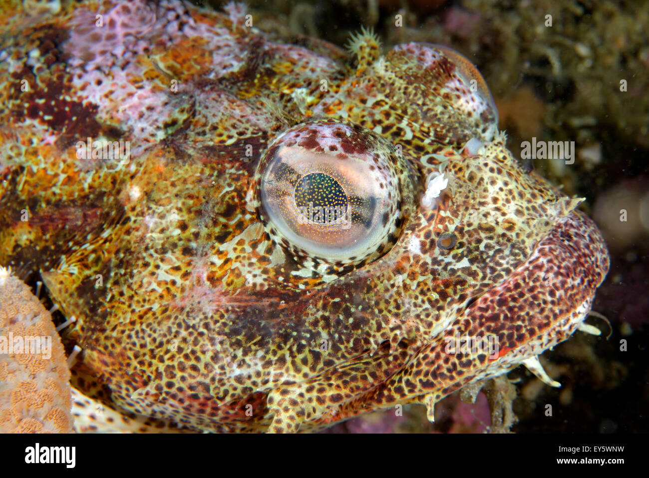 Portrait of Red Irish Lord - Pacific Ocean Alaska Stock Photo - Alamy
