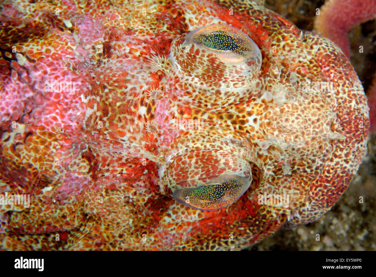 Portrait of Red Irish Lord - Pacific Ocean Alaska Stock Photo - Alamy