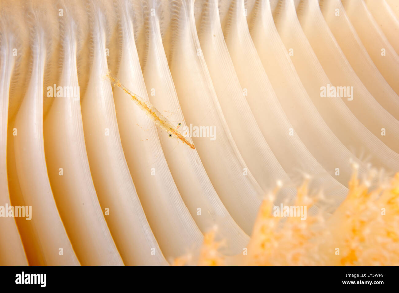 Broken-back shrimp on Orange Sea Pen - Alaska Pacific Ocean Stock Photo ...