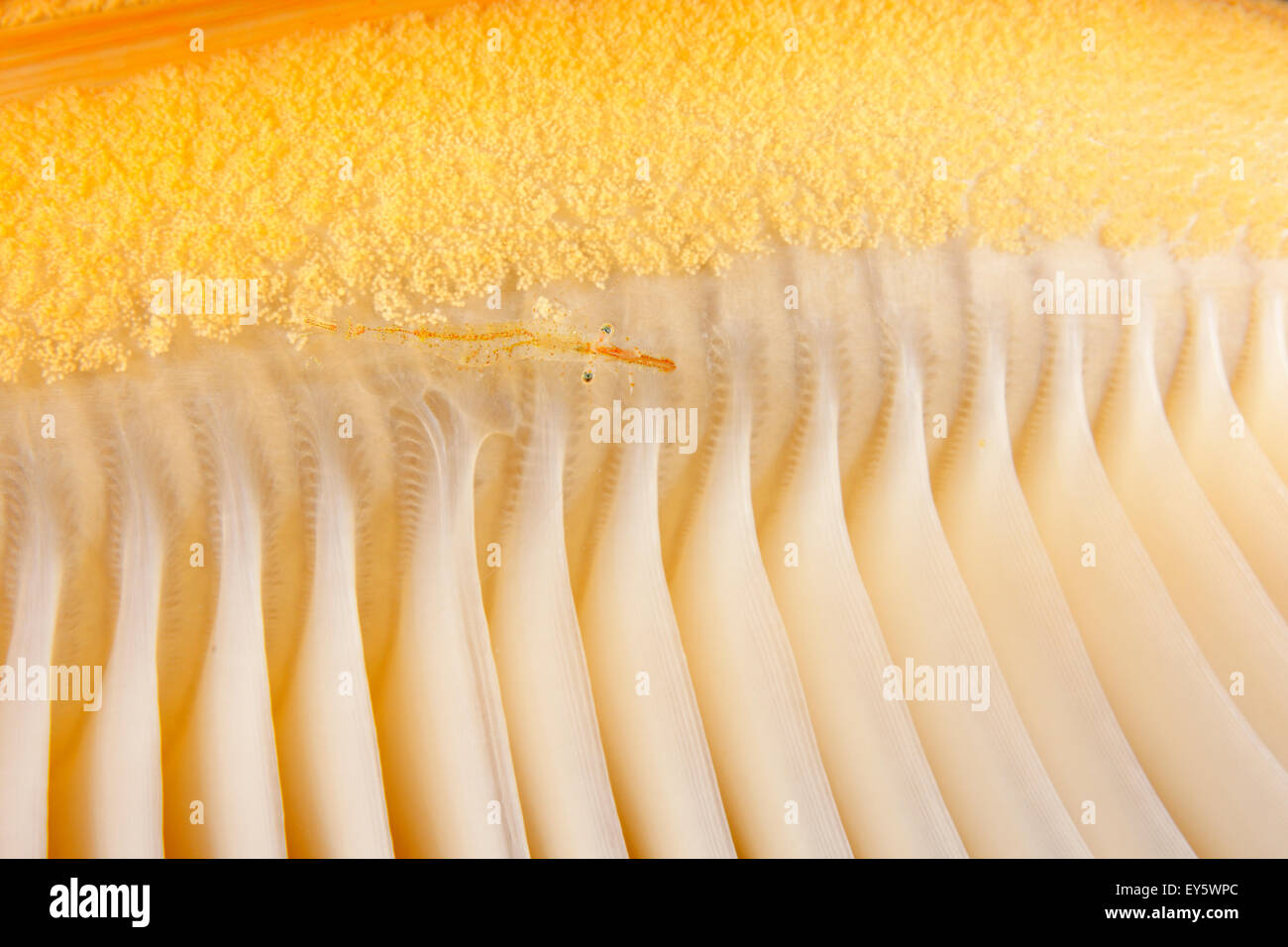 Broken-back shrimp on Orange Sea Pen - Alaska Pacific Ocean Stock Photo ...