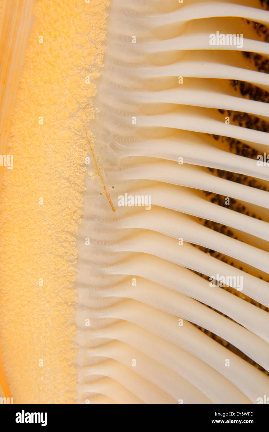 Broken-back shrimp on Orange Sea Pen - Alaska Pacific Ocean Stock Photo ...
