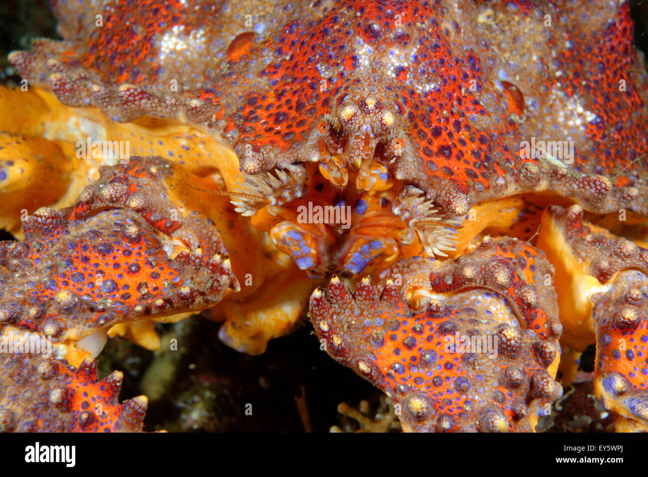 Portrait of Puget Sound king crab - Alaska Pacific Ocean Stock Photo ...