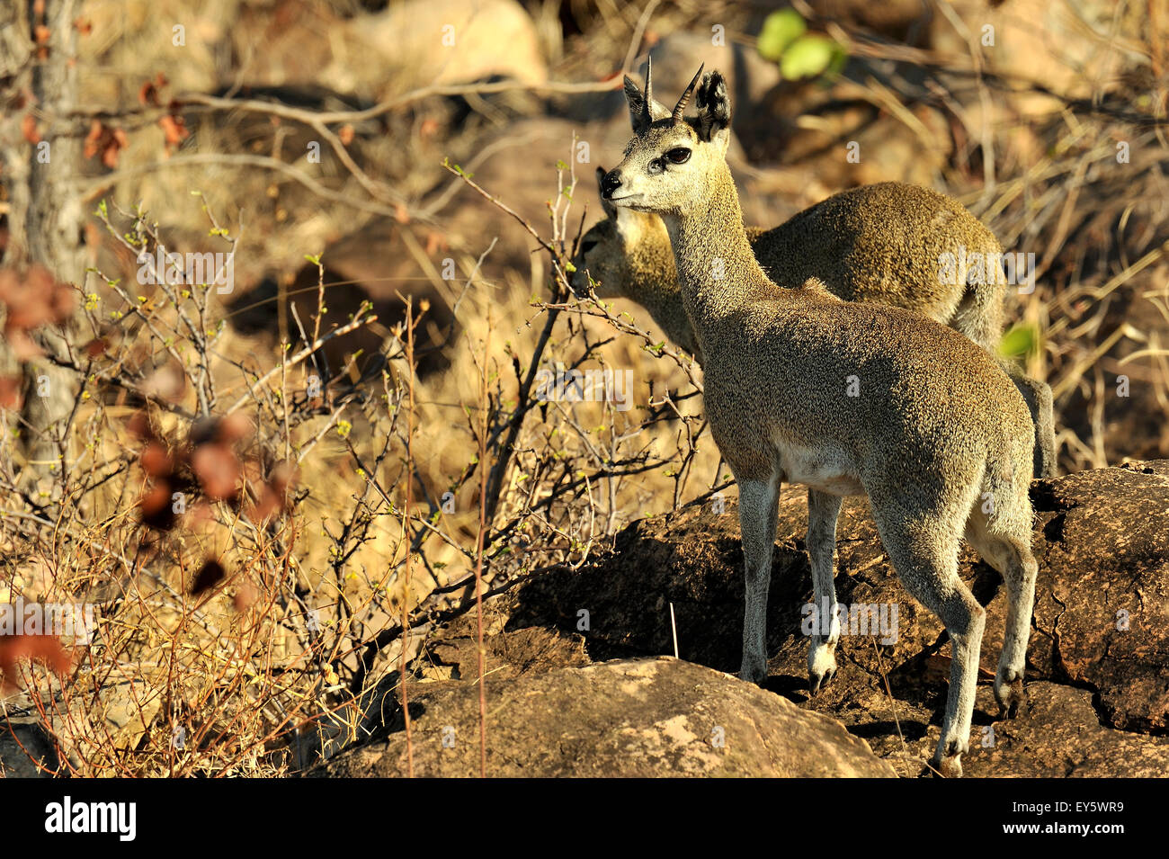 Klipspringers hi-res stock photography and images - Alamy