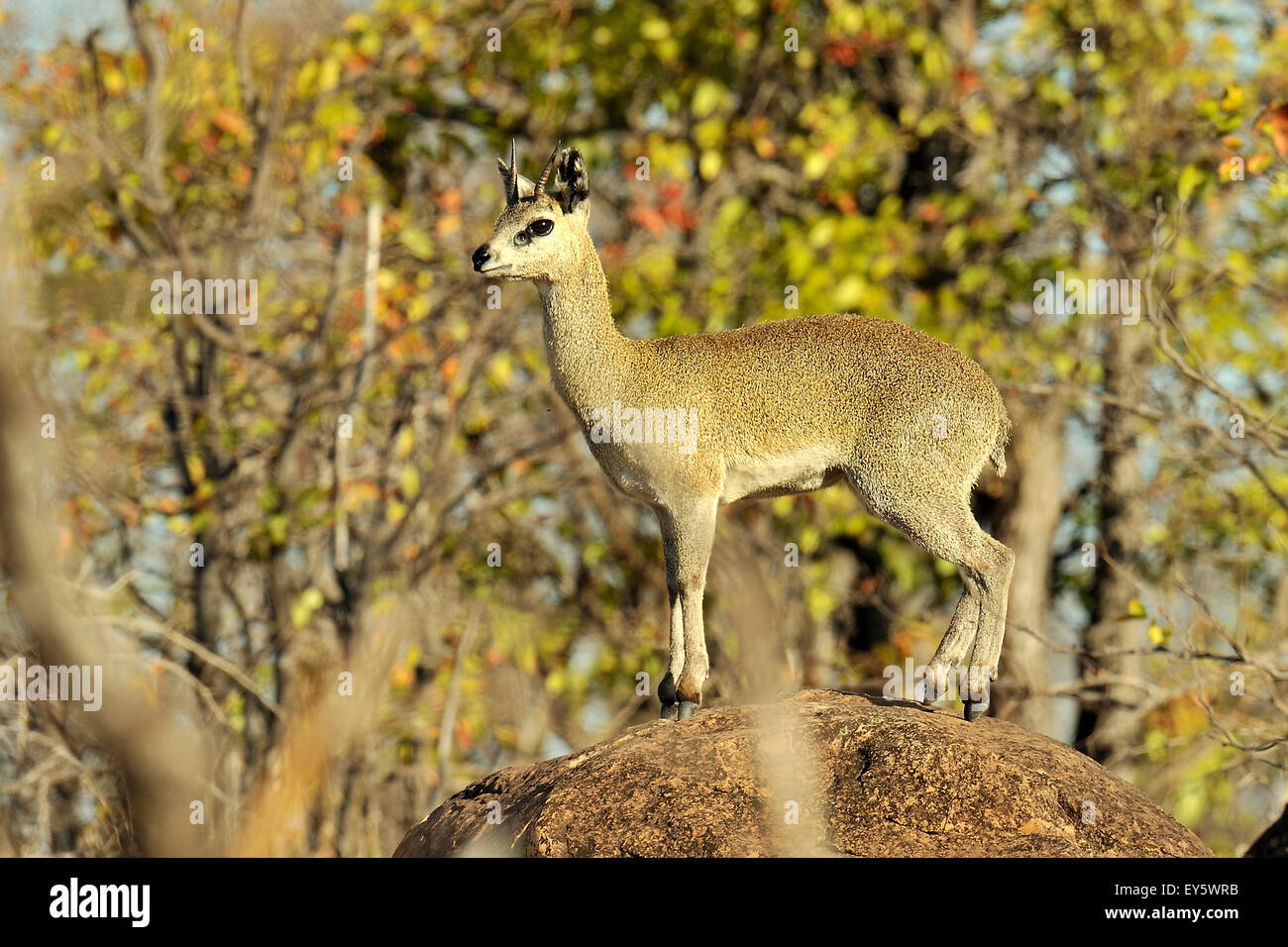 Klipspringer on rock - Kruger NP South Africa Stock Photo - Alamy