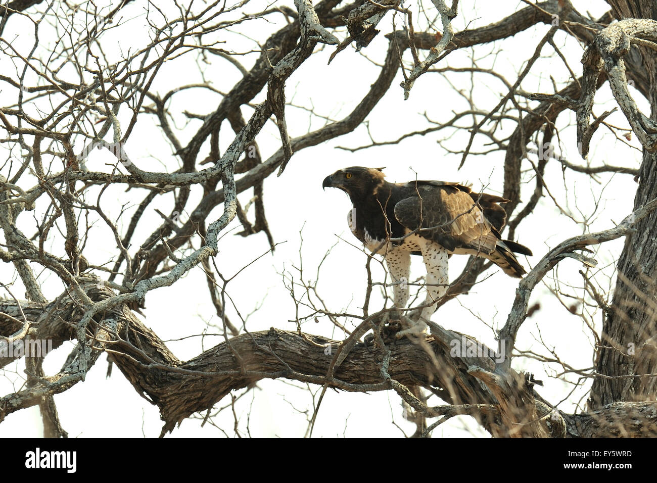 Martial Eagle eating a monitor lizard on branch - Kruger NP Stock Photo ...