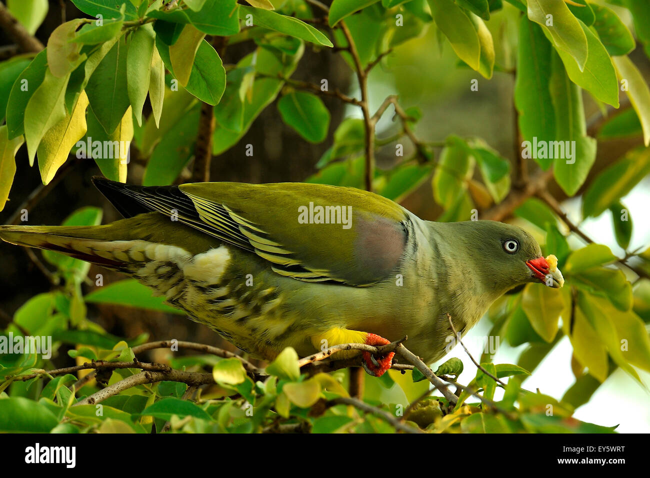 African Green-Pigeon on Fig tree - Kruger NP South Africa Stock Photo ...