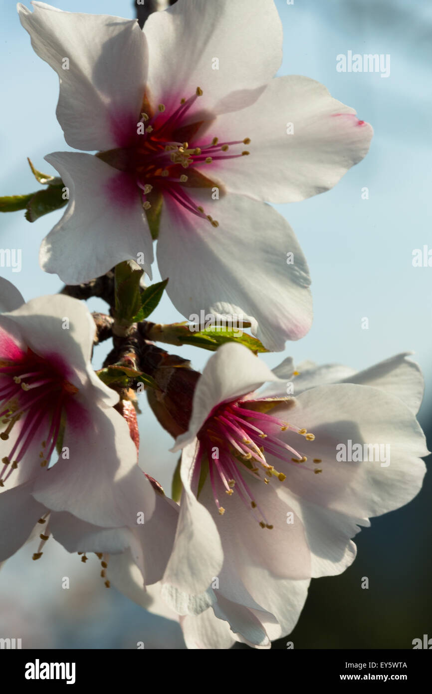 Almond tree in bloom in the Vaucluse - France Stock Photo - Alamy