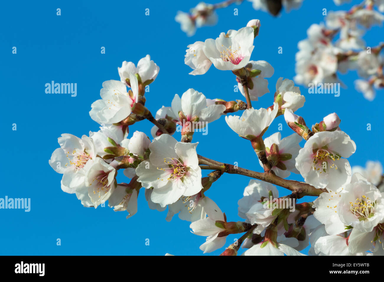 Almond tree in bloom in the Vaucluse - France Stock Photo - Alamy