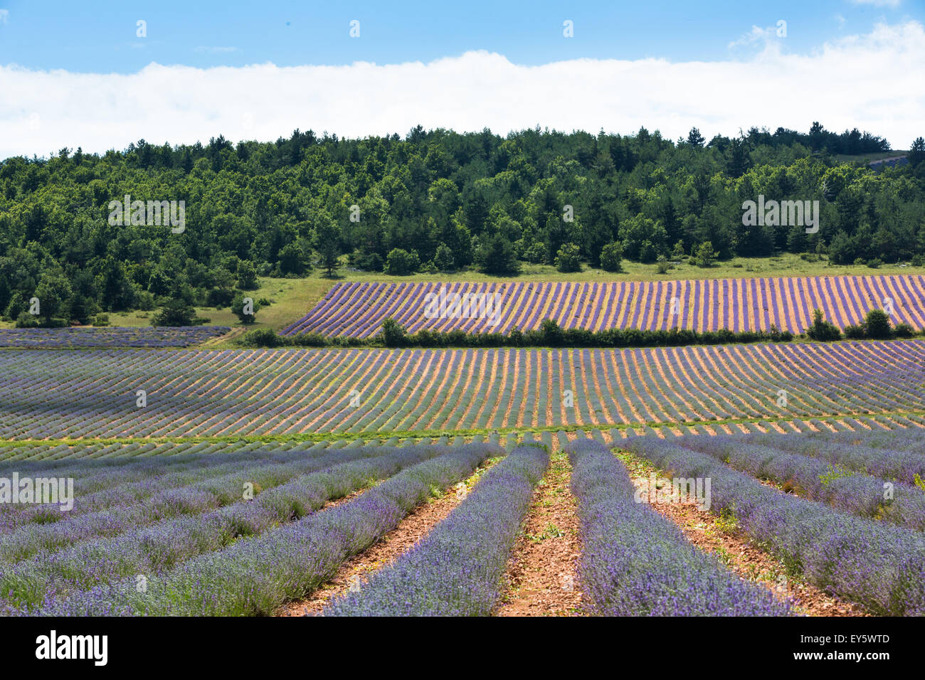 Lavender fields on Plateau de Sault - Vaucluse - France Stock Photo - Alamy