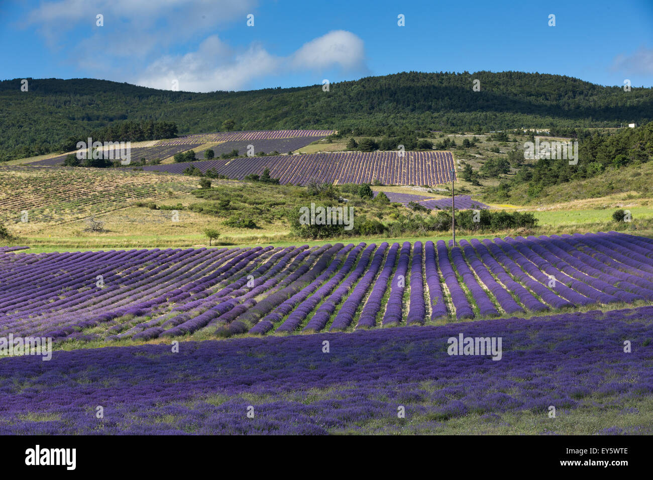 Lavender fields on Plateau de Sault - Vaucluse - France Stock Photo - Alamy