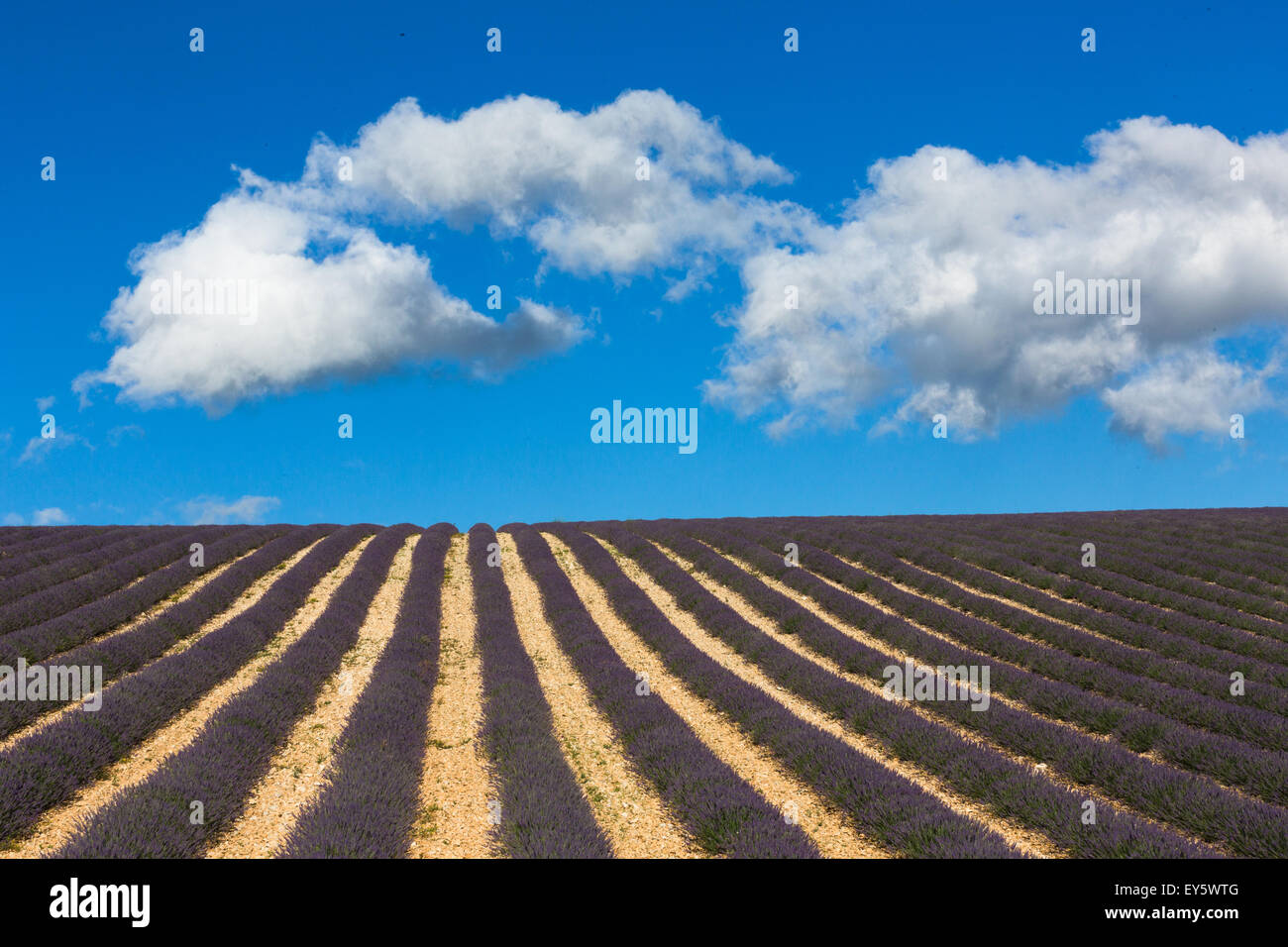 Lavender fields on Plateau de Sault - Vaucluse - France Stock Photo - Alamy
